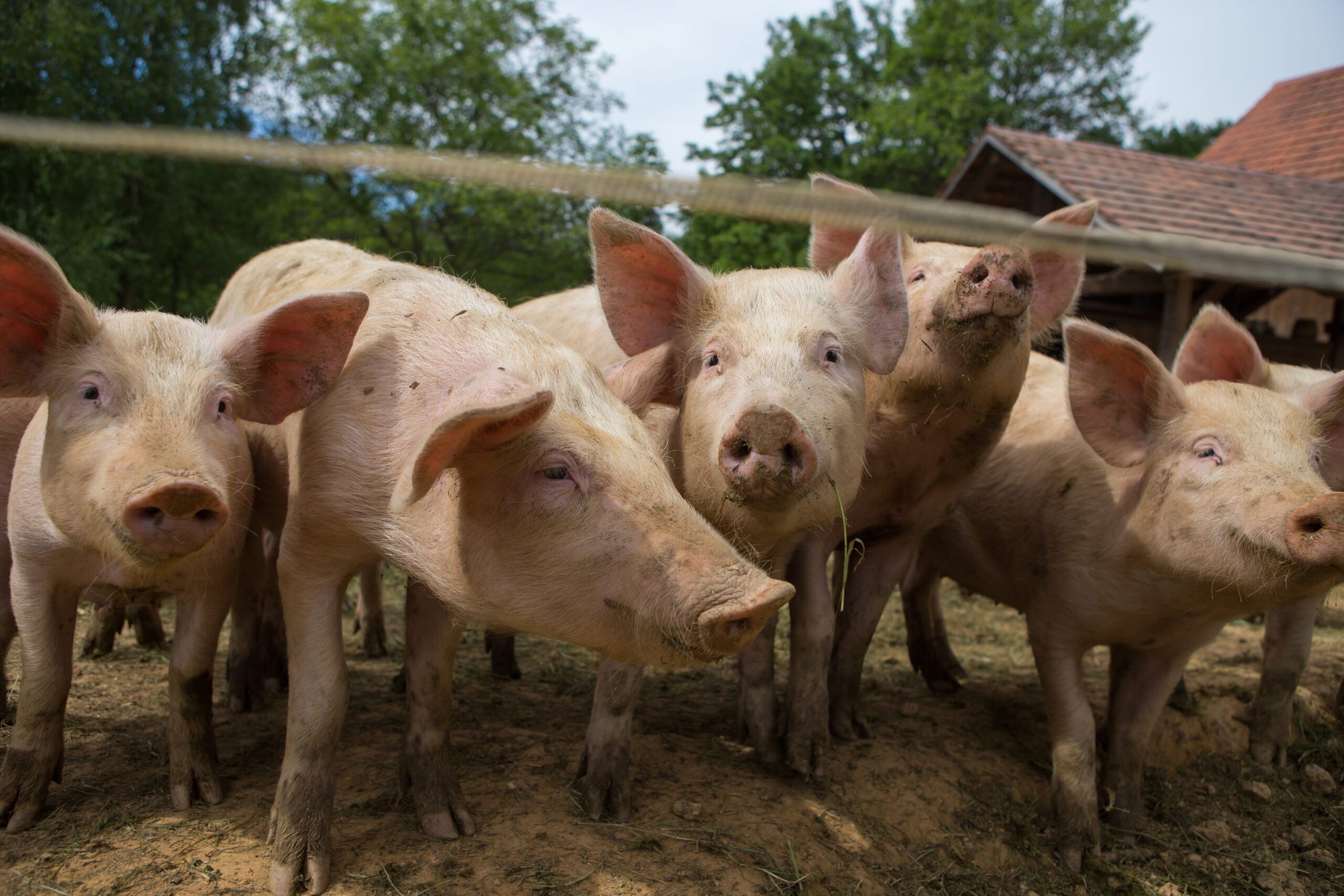 Automated Pork Processing Systems for Pork Ops | APEC